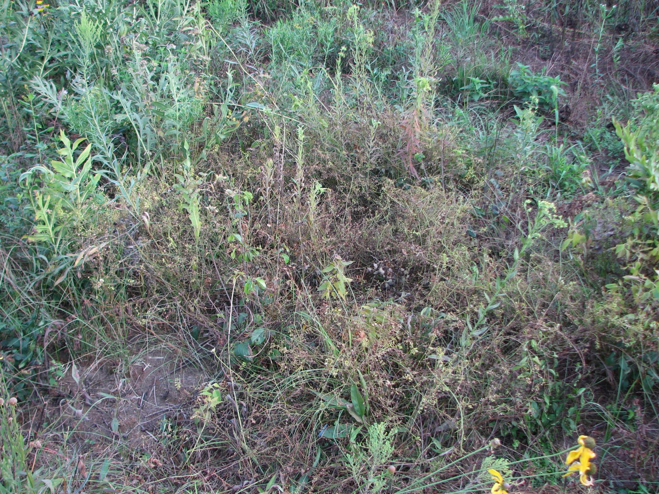 Crown Vetch Control – Stewardship Chronicles
