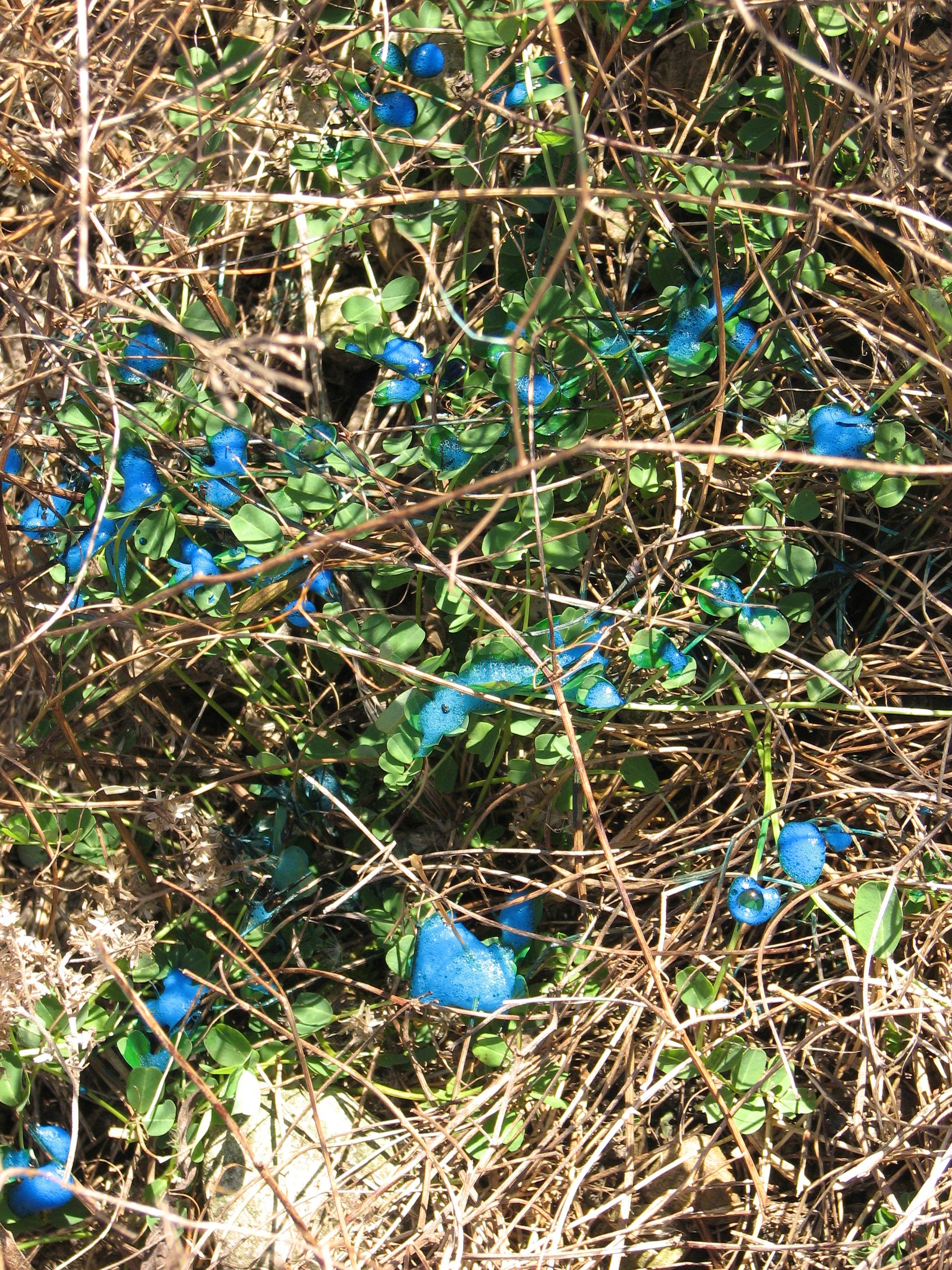 Crown Vetch Control Using Green Shoots Foaming Herbicide Dispensers to ...