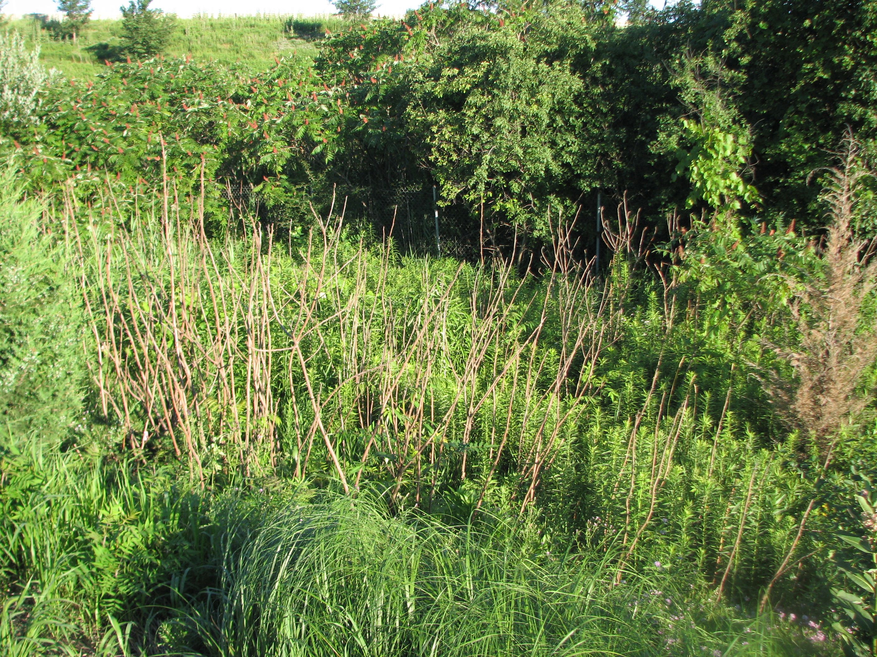 Staghorn Sumac Herbicide Treatment Analysis 2024 – Stewardship Chronicles