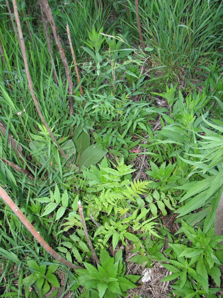 Staghorn Sumac Herbicide Treatment Analysis 2024 – Stewardship Chronicles
