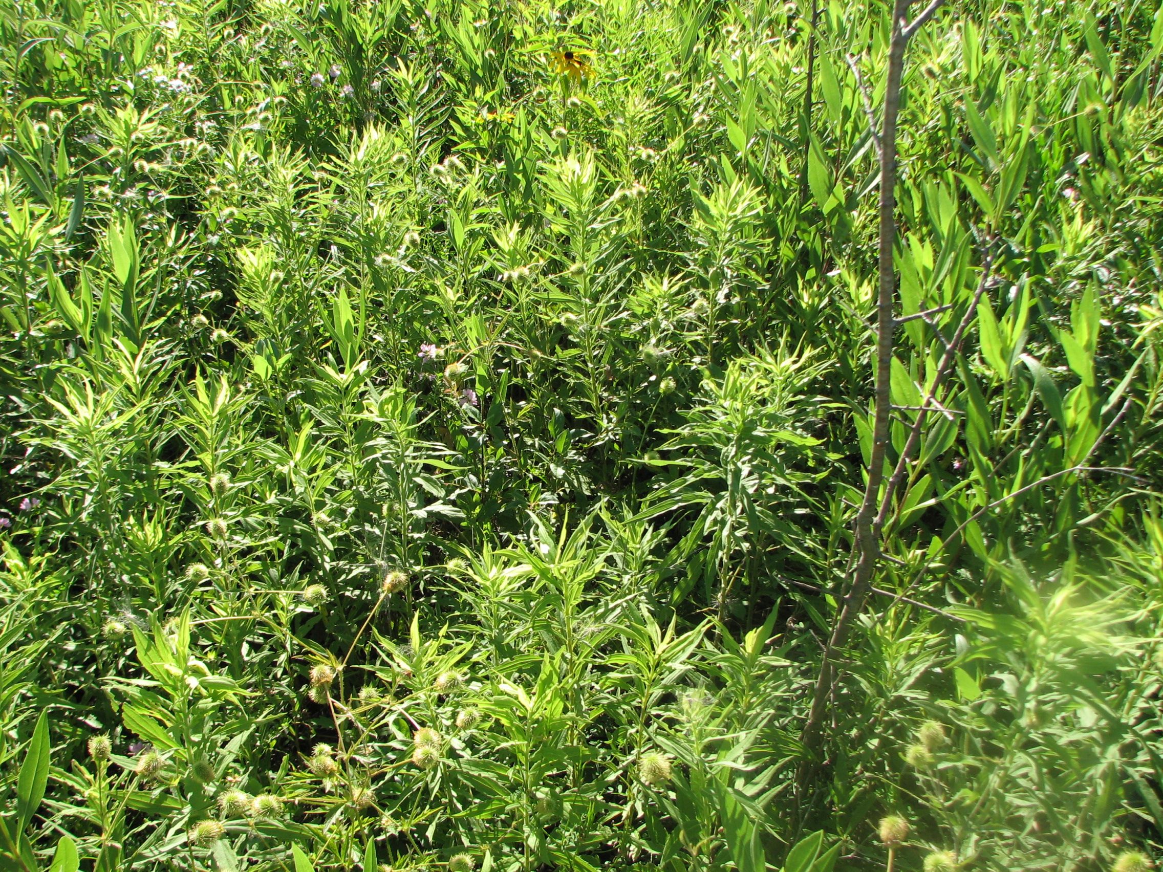 Crown Vetch Control – Applying Glyphosate Foam to the Base of Stems ...