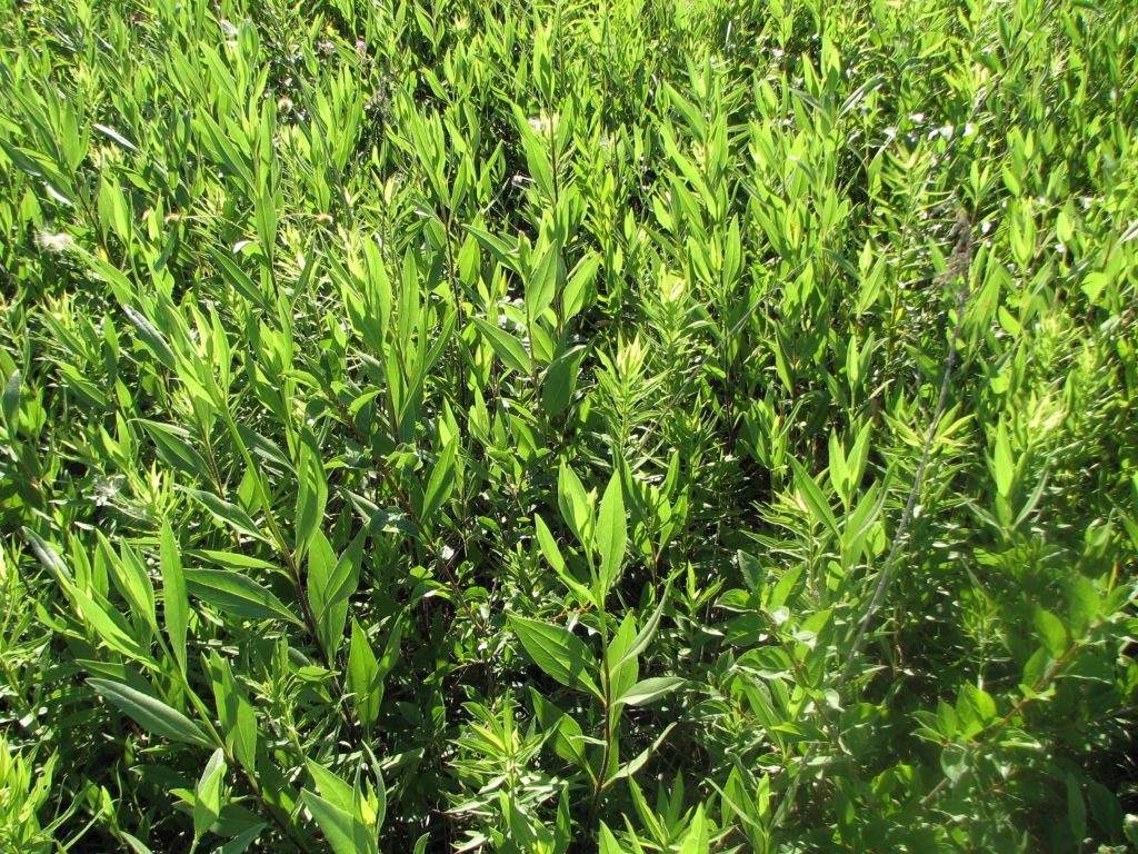 Crown Vetch Control – Applying Glyphosate Foam to the Base of Stems ...