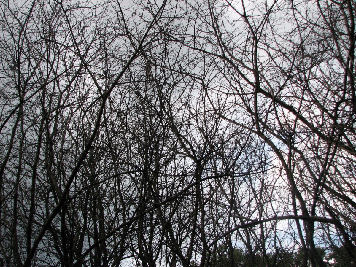 Getting Basal Bark Application Right – Stewardship Chronicles