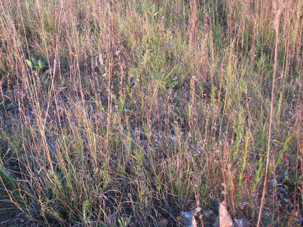 Drought Impacts on Prairie Plants – Stewardship Chronicles