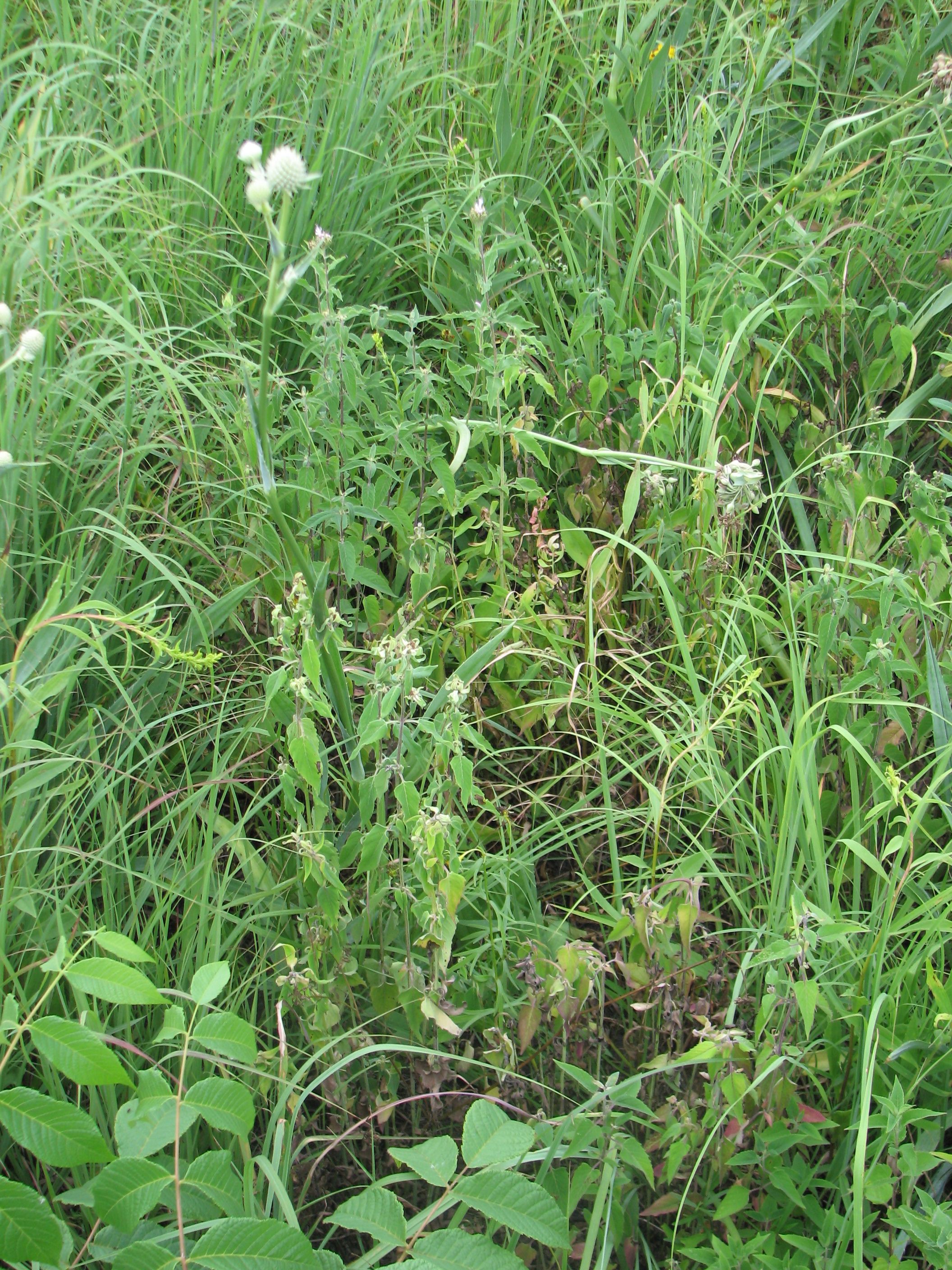 Palatine Prairie Crown Vetch Control 7/6/2025 – Stewardship Chronicles