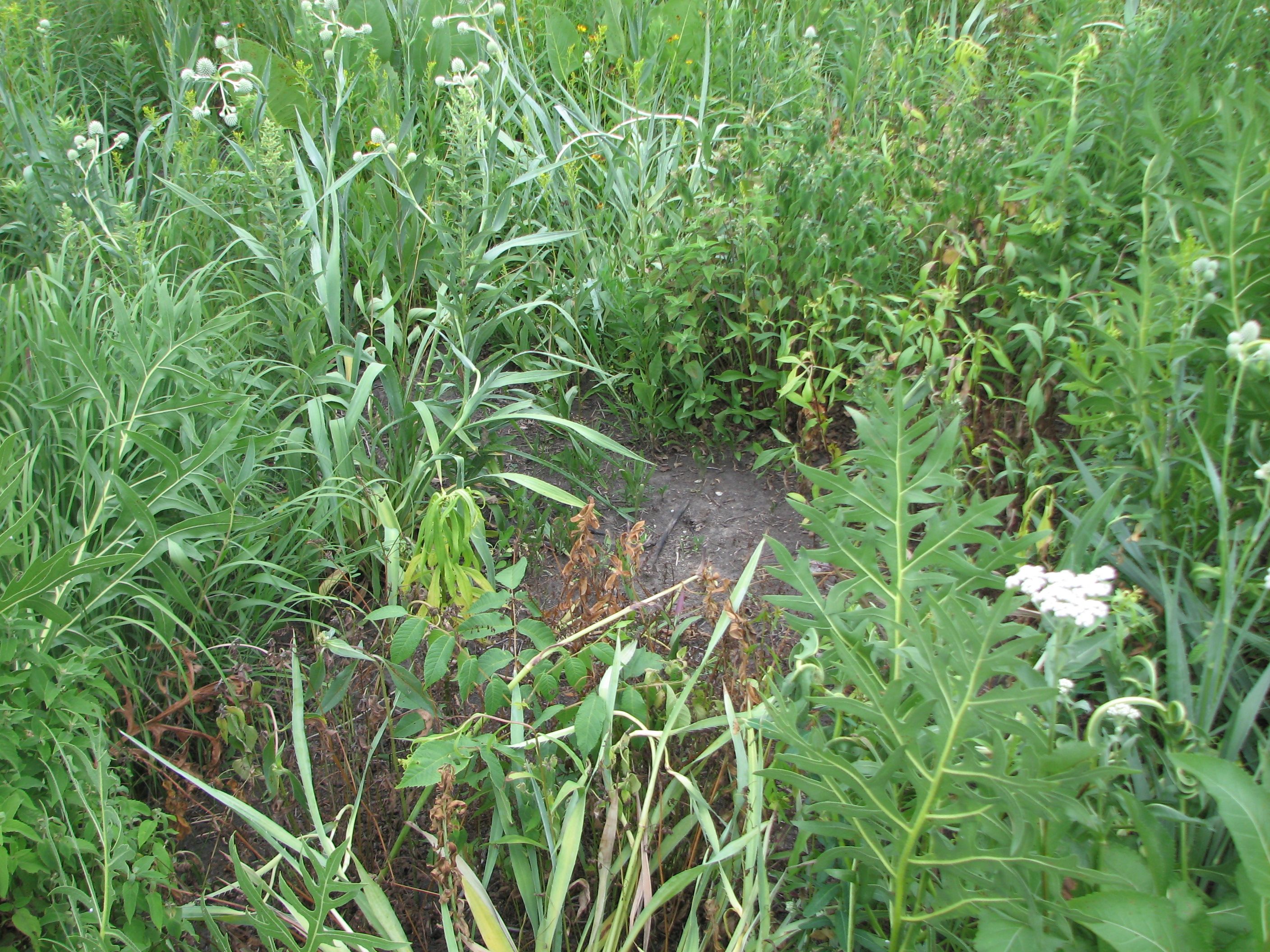 Palatine Prairie Crown Vetch Control 7/6/2025 – Stewardship Chronicles